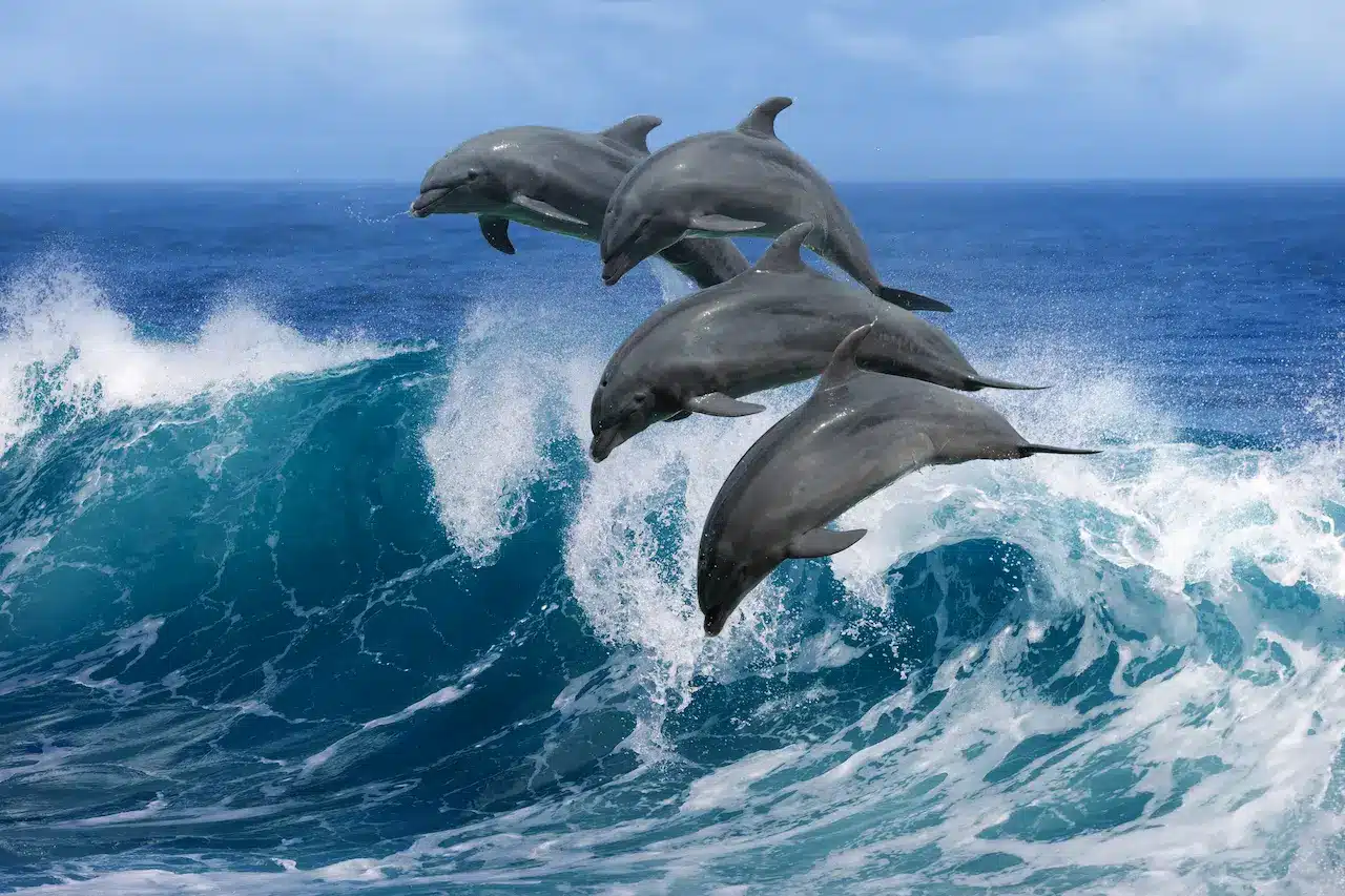 What Do Dolphins Eat? | Dolphin Information | All About Wildlife