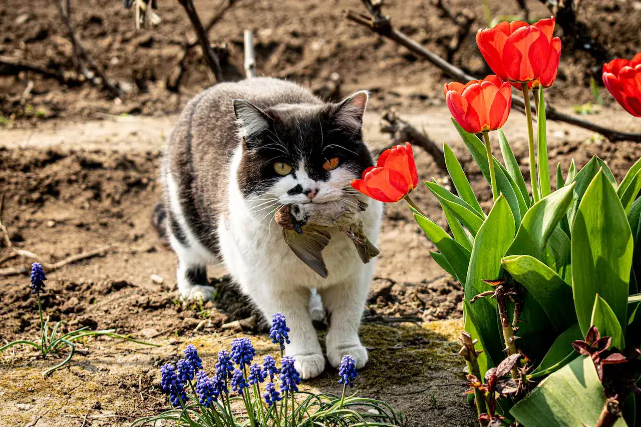 Cats Kill Wild Birds Information | All About Wildlife