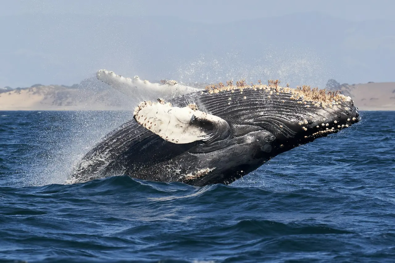 Ban On Whaling May Be Lifted Information | All About WIldllife
