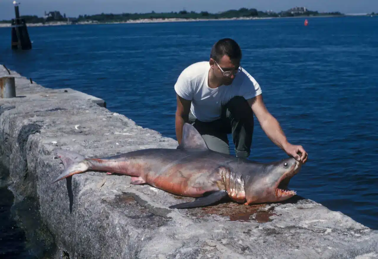 Dolphin Slaughter Continues | All About Wildlife