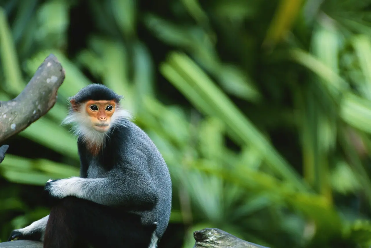 New Monkey Discovered Information | All About Wildlife