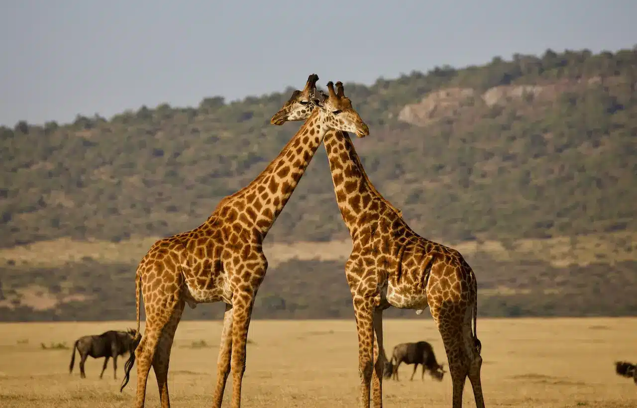 Facts On Giraffes | African Wildlife | All About Wildlife