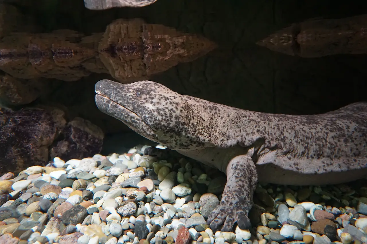 Giant Salamander Endangered Information | All About Wildlife