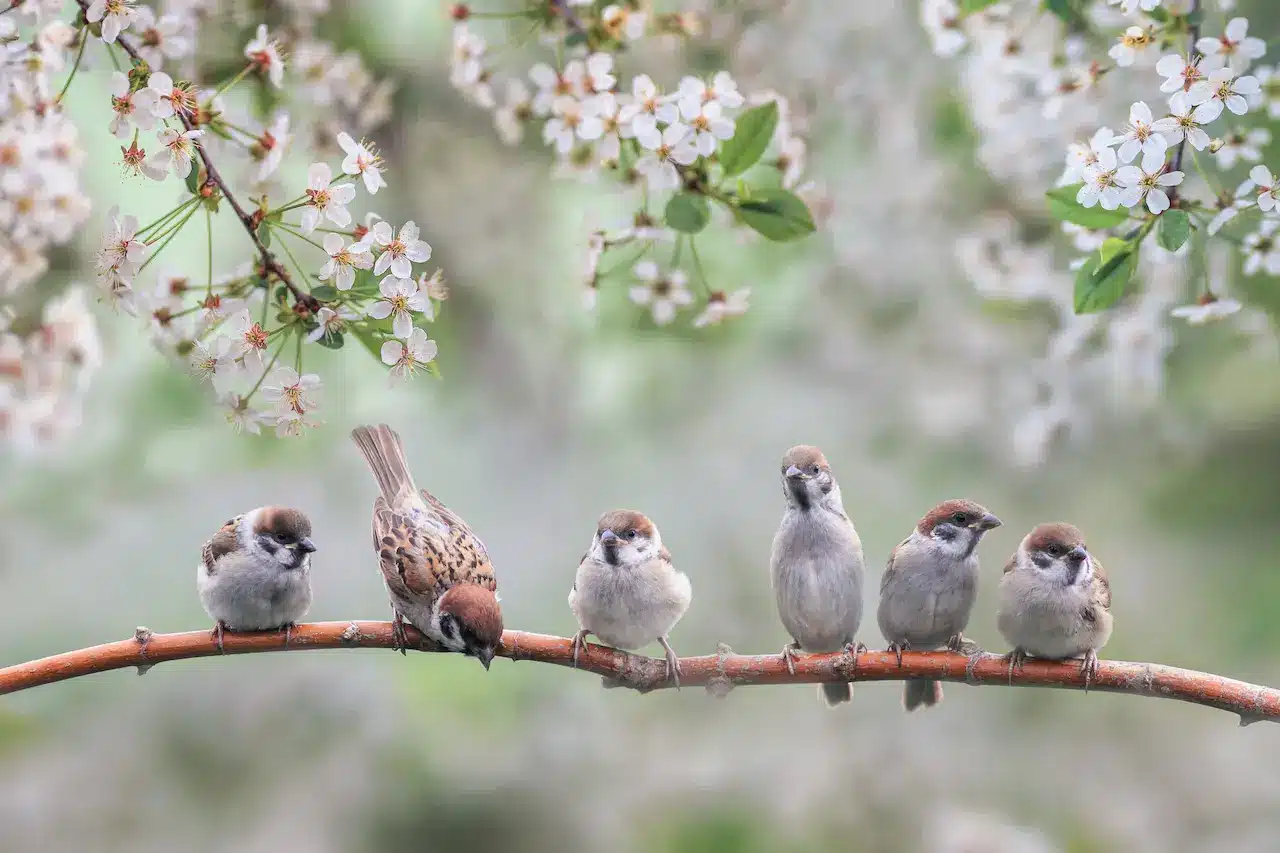 Bird Species | Species of Bird Information | All About Life