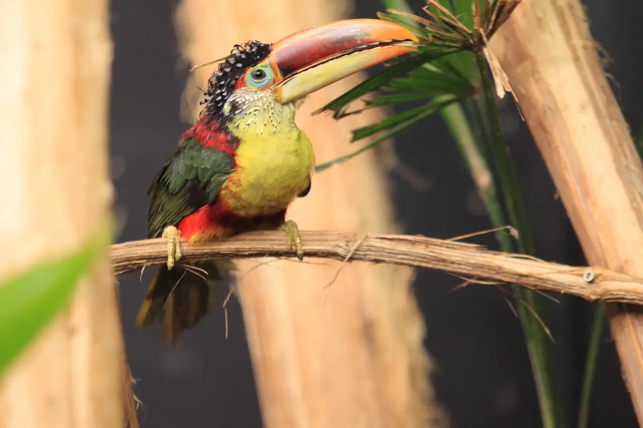 Curl-crested Aracaris Information | All About Wildlife