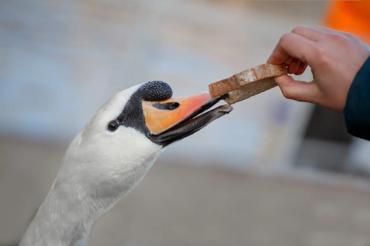 Swan Diet | Feeding Swans, Geese and Ducks | All About Wildlife