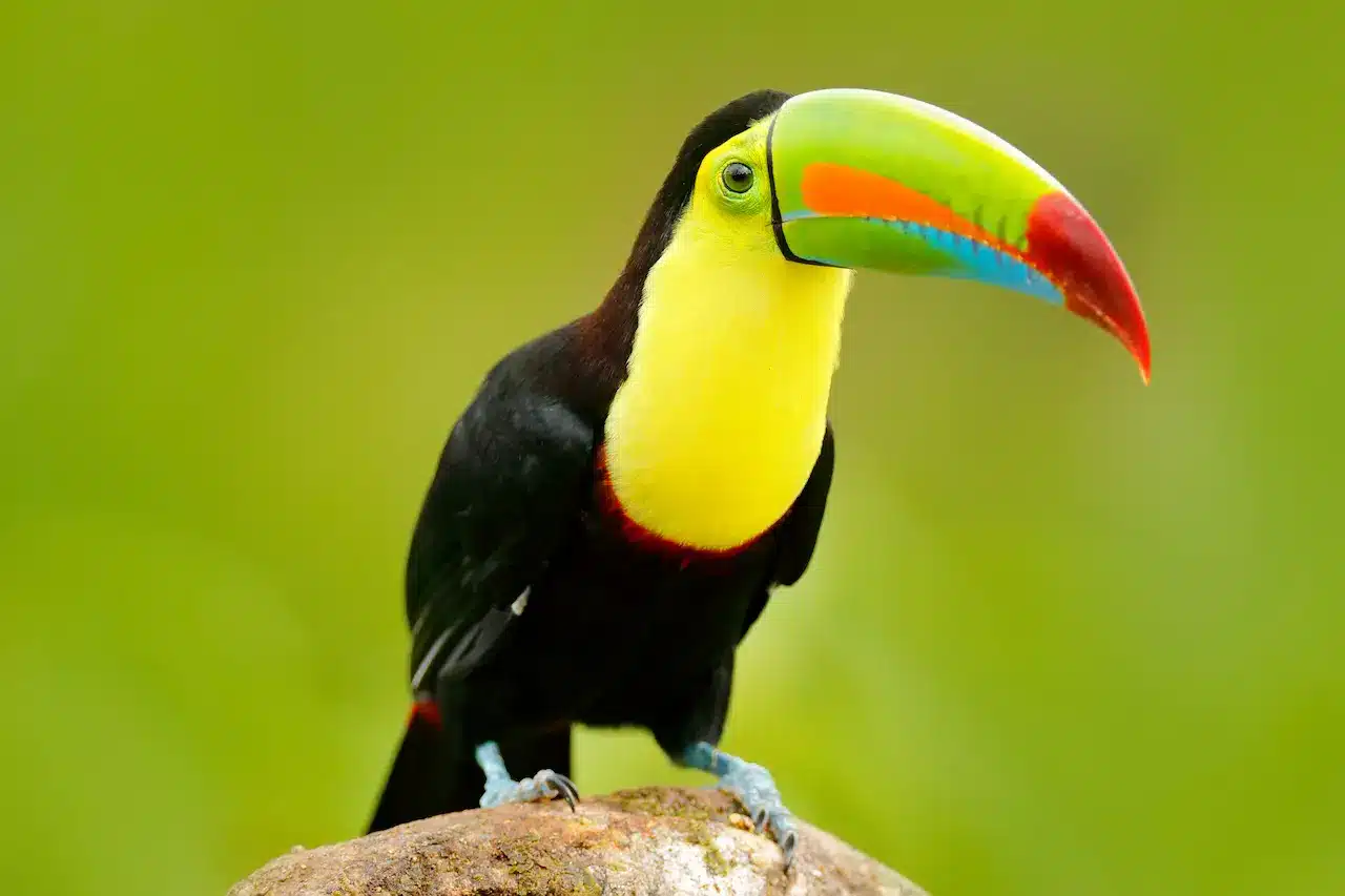 Toucan's Bill | Structure and Interesting Facts | All About Wildlife