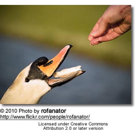 Feeding Swans, Geese and Ducks