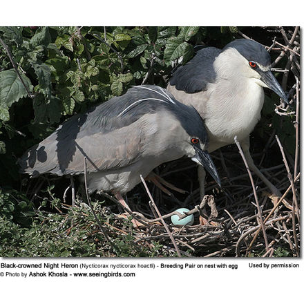 Reproduction / Breeding of the Black-crowned Night Herons aka Night Herons