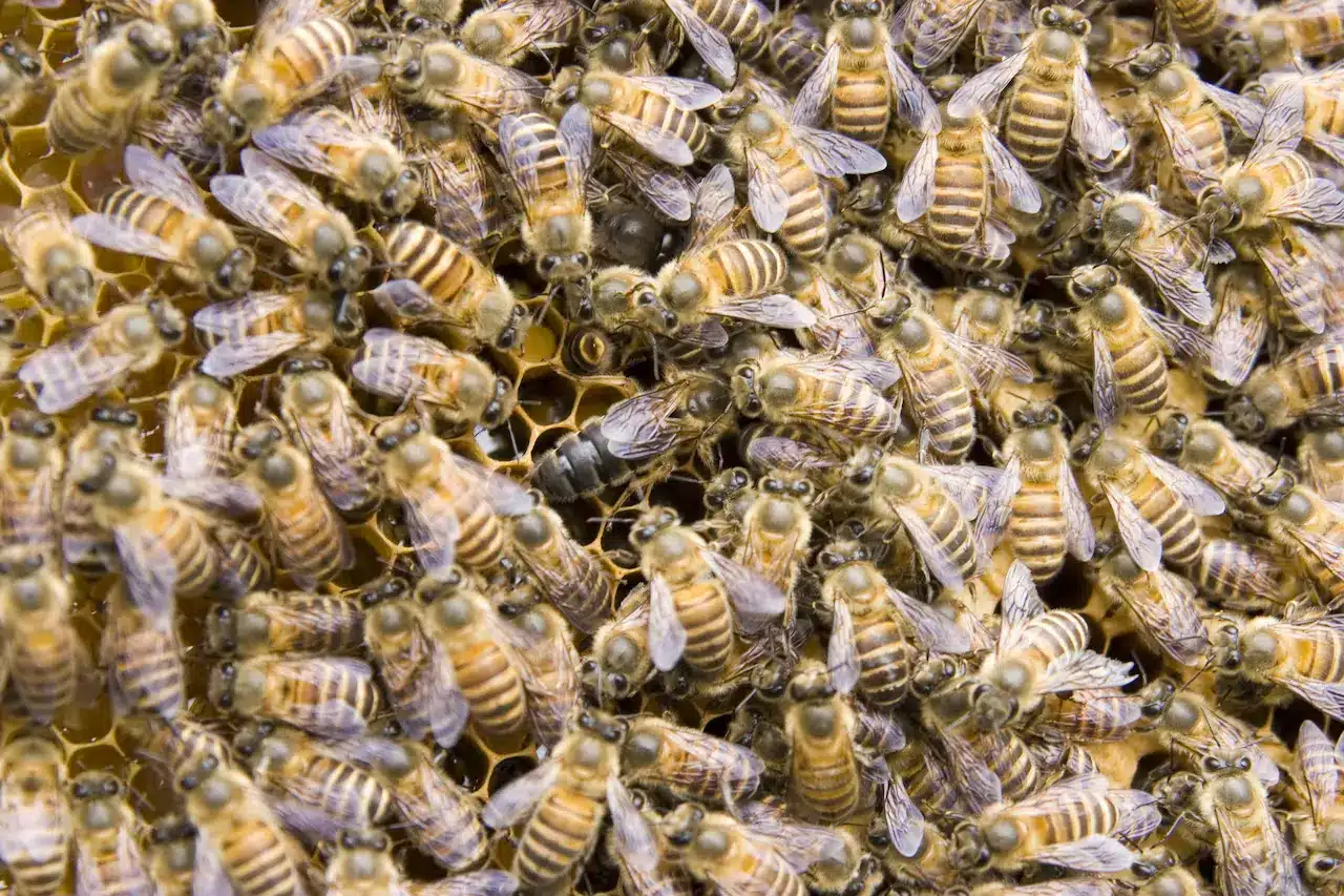 Good News Bee All You Need to Know | All About Wildlife