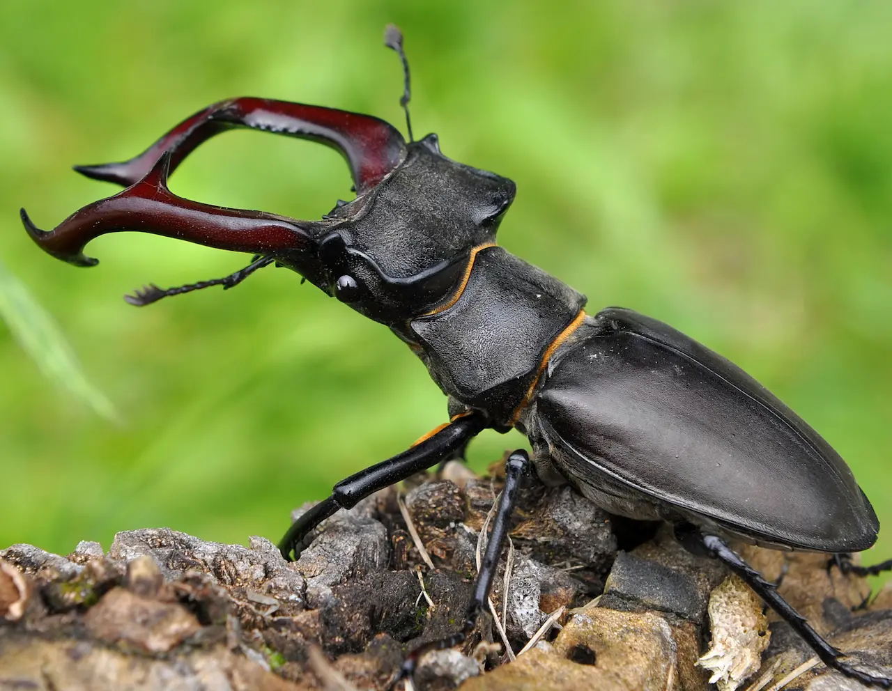 What Eats Beetles? | All About Wildlife