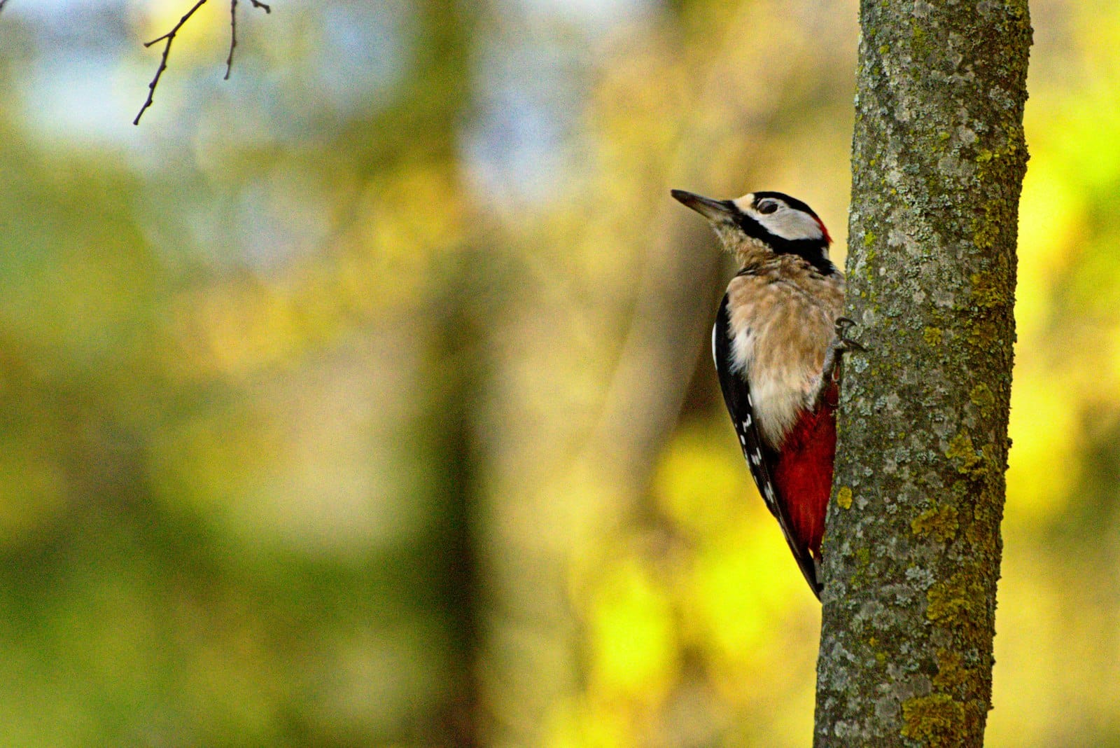 The Ivory-Billed Woodpecker: Extinct, Rediscovered, or Both? | All ...